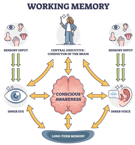 Working Memory – beech tree medical centre